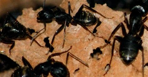 What Attracts Carpenter Ants