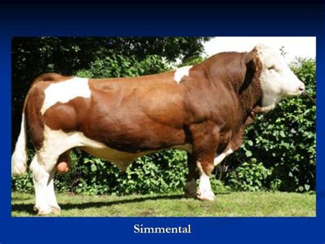 Raza Simmental Todocarne