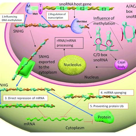 The Snorna Host Gene Are Transcribed To Snhg Some Of These Download Scientific Diagram