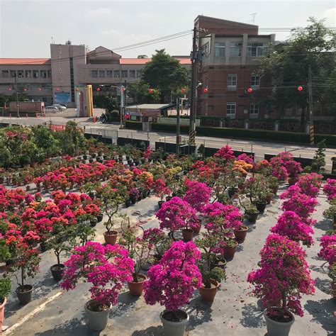 玉琉園藝造景高雄園藝樹木修剪室內造景庭院造景假山流水設計施工草坪割草環境工程消毒施肥植栽小品送禮盆栽花卉買賣