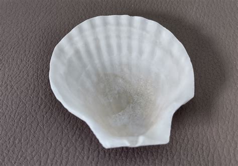 Small Scallop Baking Dish Seashells Pecten Yessoensis 8 Shells Approx