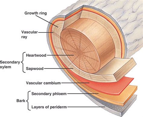 Growth Trunk Cells 35 20treetrunkanatomy 