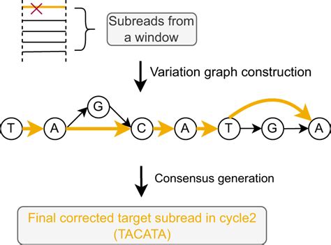 Error Correction For One Target Subread In Cycle 2 The Bold Orange Path Download Scientific