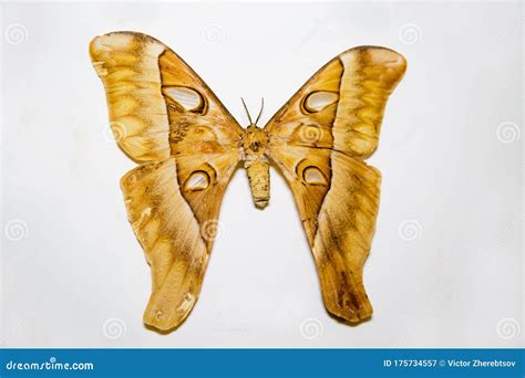 Hercules Moth Caterpillar Cairns Australia Royalty Free Stock Image