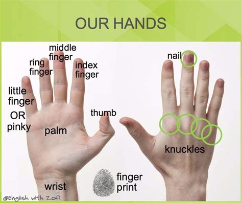 Our Hands Vocabulary In English Do You Know How We Call Each Finger