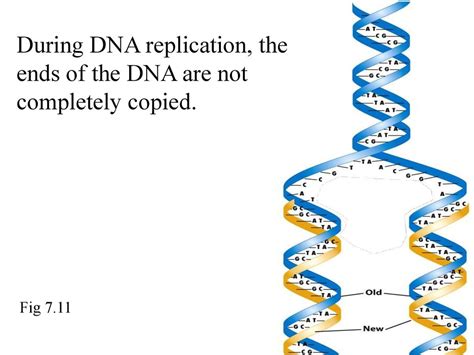 Regulating Gene Expression Ppt Download