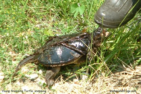 Common Snapping Turtle Page