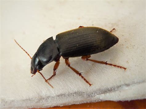 Strawberry Seed Beetle Harpalus Pseudoophonus Rufipes Flickr