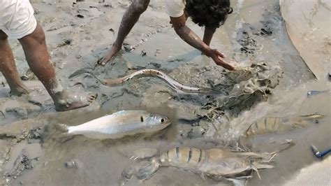 গড়া জালে নদীর ফ্রেশ চিংড়ি বাইলা ইলিশ মাছ ধরাincredible Net Fishing