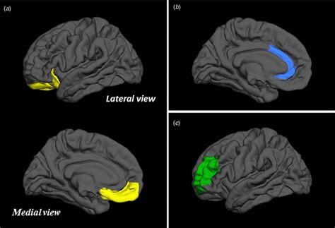 Visualization Of The Ofc A Acc B And Dlpfc C Regions Of