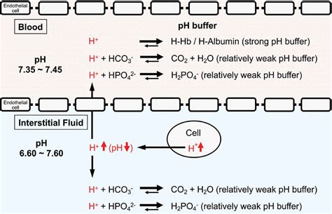 Ph‐buffering Systems In Blood And Interstitial Fluids Blood Has Strong