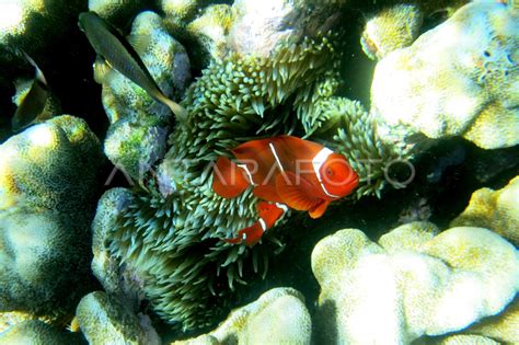 Olele Sea Park Tourism Area Antara Foto