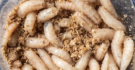 Qué Es La Terapia Larval El Tratamiento Con Gusanos Para Curar Heridas Que Tiene Su Origen En