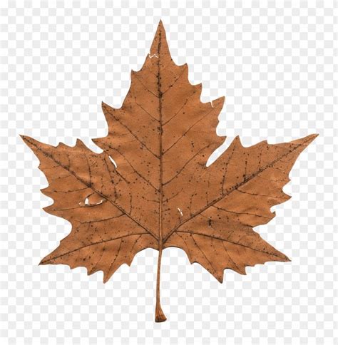 Autumn Maple Leaf Sticker