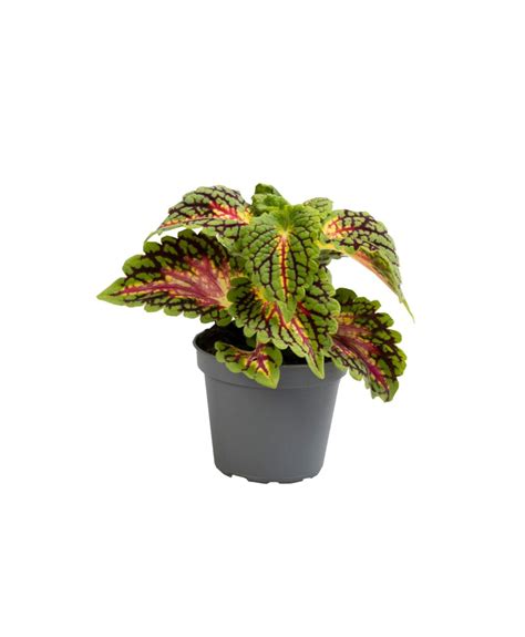Root Houseplants Shop Coleus Spacecake Fresh From The Grower Root Houseplants