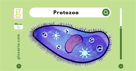 Protozoa Karakteristik Cara Hidup Habitat Reproduksi Dan