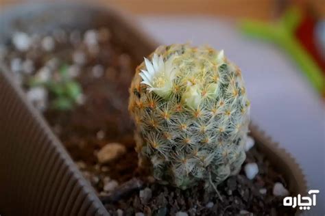 انواع کاکتوس بدون تیغ معرفی 10 کاکتوس زینتی مجله آچاره