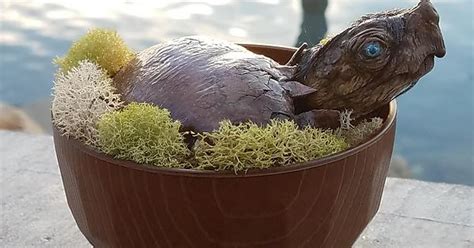 Snapping Turtle Kappa Hybrid Album On Imgur