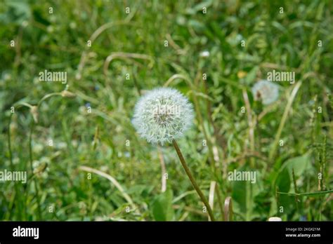 Beuatiful Blowing Dandolion In Dark Green Grass In Springtime Macro