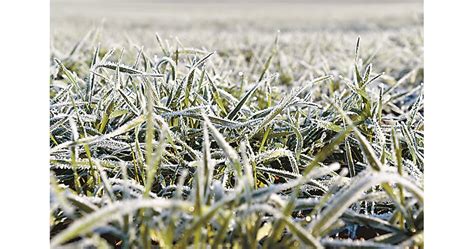 Доколко застрашени от повреди от мразове са зърнените житни култури Български Фермер