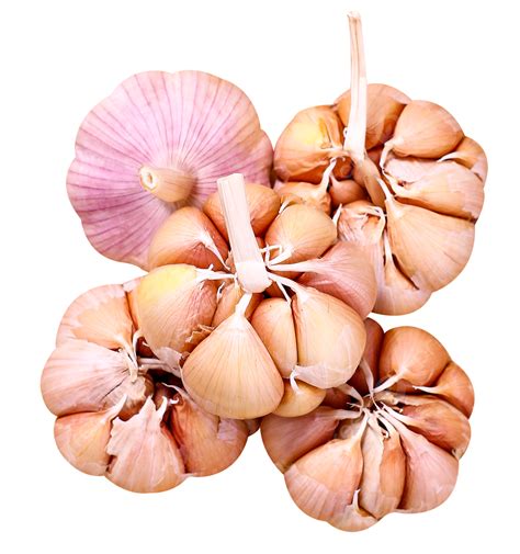 마늘 마늘 재료 마늘쪽 마늘 머리 마늘 Png 일러스트 및 이미지 에 대한 무료 다운로드 Pngtree 마늘 마늘 재료 마늘쪽 마늘 머리 마늘 Png 일러스트 및 이미지 에 대한 무료 다운로드 Pngtree