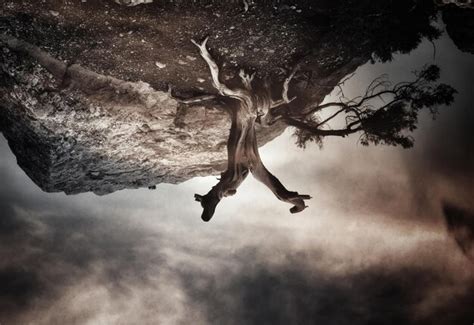 Premium Photo A Tree Is Reflected In The Water With A Reflection Of A Tree