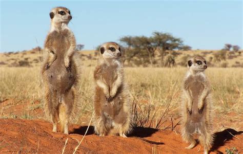 Tswalu African Safari Consultants