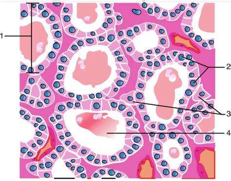 Endocrine System Labeling Cells Quiz