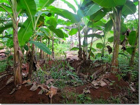 Banana Circle Full Cycle Permaculture