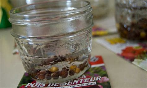 Soak Seeds Before Planting Is It Necessary Epic Gardening