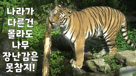 에버랜드 호랑이 오둥이 태범라인 무더위 피해 쉬던 나라가 일어나 공놀이 하고 호리비안베이 나무 장난감 갖고 노는 활발한 모습 어느새 많이 성장한 순딩나라