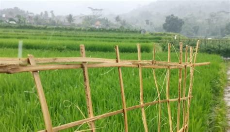 Wiwitan Eksotika Desa