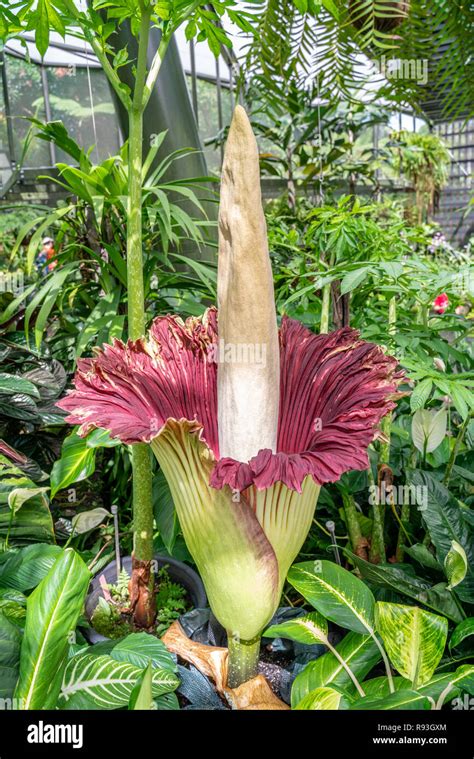 Amorphophallus Titanum Hi Res Stock Photography And Images Alamy