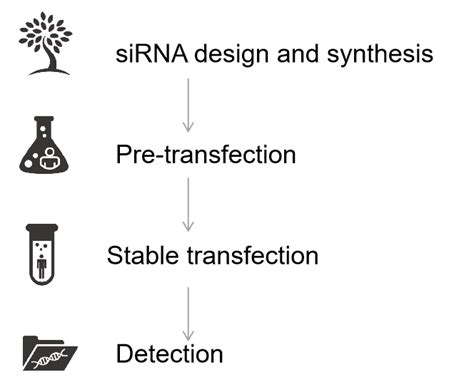 Development Of Anabolic Pathways Lifeasible Development Of Anabolic Pathways Lifeasible