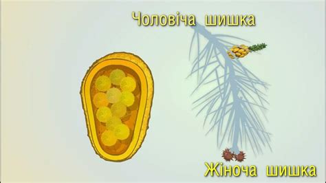 Життєвий цикл сосни звичайної Youtube