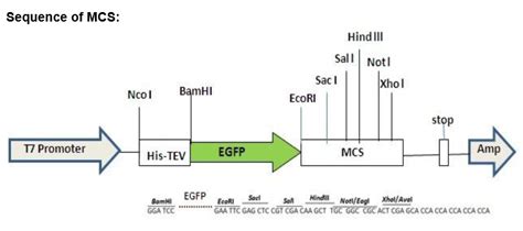 Phis Tev Egfp Vector Bio Bharati Life Science