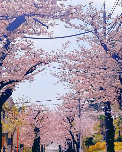 🌈おかゆおんなギター流し＆シンガーソングライター 🎼🐶🌸🎸💫🌈 春が来るたびに、あなたと綴る物語がある。 どんな悲しみもそっと包んで