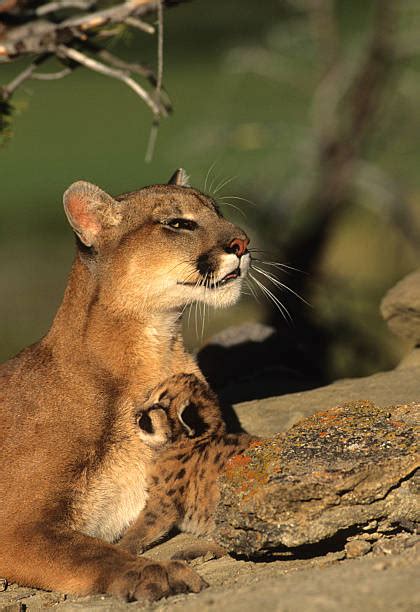 Women Cougar And Kittens