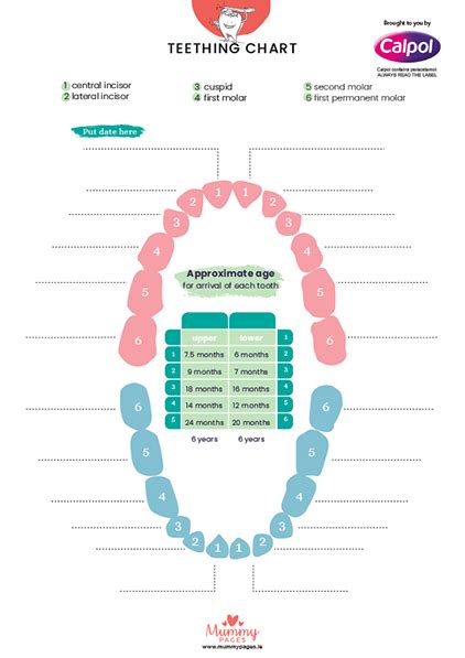 Teething Chart Mummypagesie