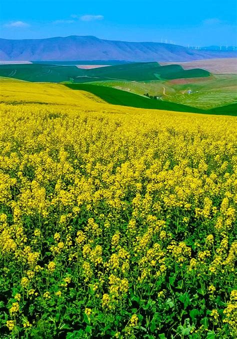 Canola Plant Stages