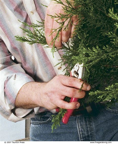 Grow Your Own Conifers From Hardwood Cuttings Fine Gardening