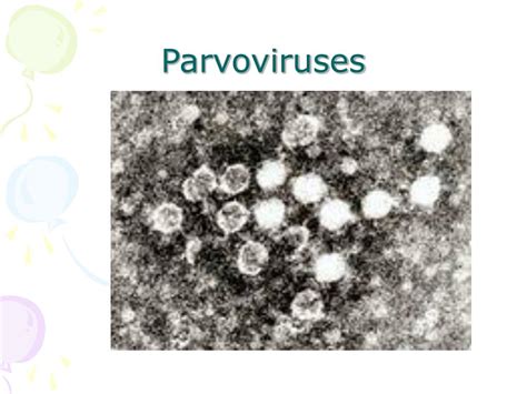 PPT Classification Of Medically Important Viruses PowerPoint