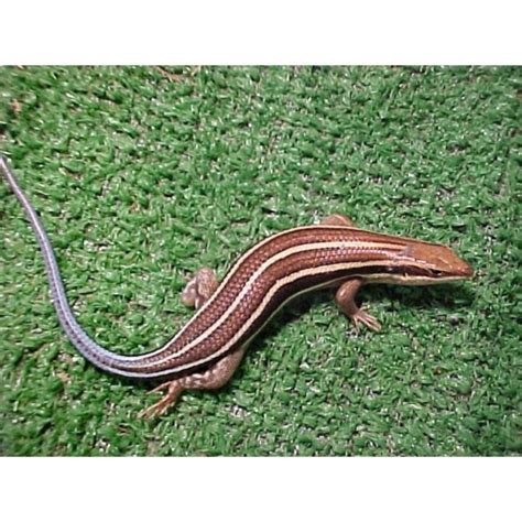 New Guinea Legless Lizard Juveniles Strictly Reptiles Inc