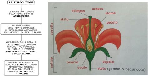 LA RIPRODUZIONE NELLE PIANTE Blog Di Maestra Mile