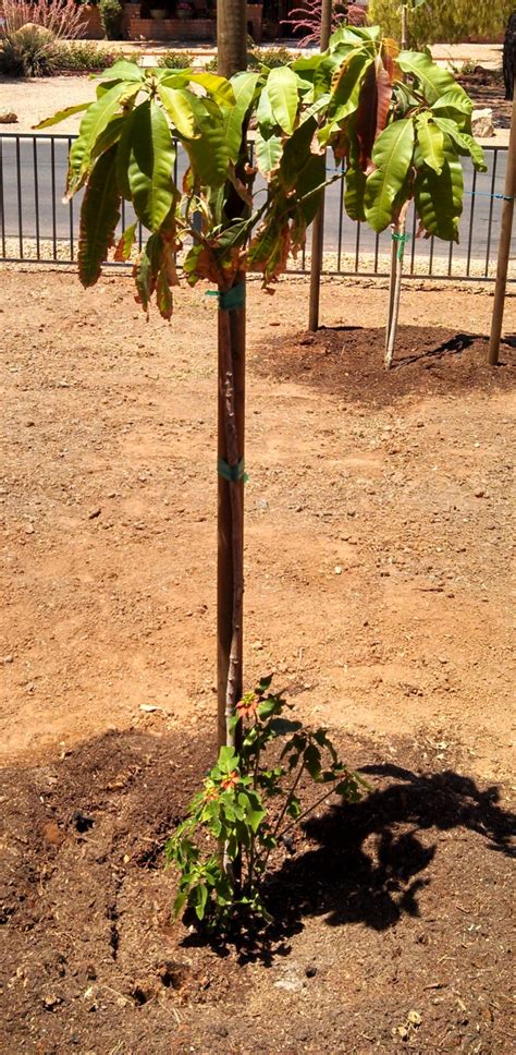 Wild Fiction Manila Mango