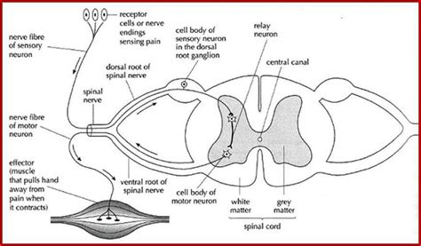 [diagram] Diagram A Reflex Arc Mydiagram Online
