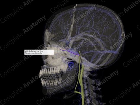 Middle Temporal Vein Left Complete Anatomy
