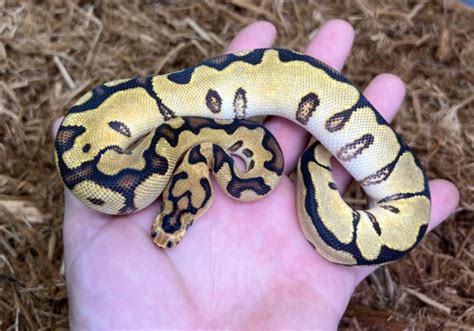 Enchi Spotnose Clown Free Shipping Ball Python By Klutch