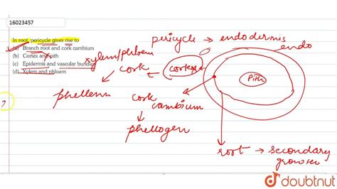In Root Pericycle Gives Rise To