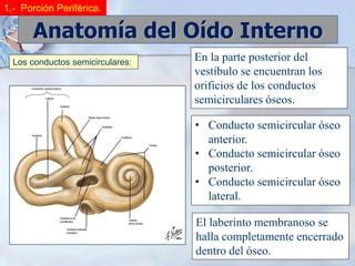3 Evaluacion Anatomia Del Oido Otorrinolaringologia Pdf